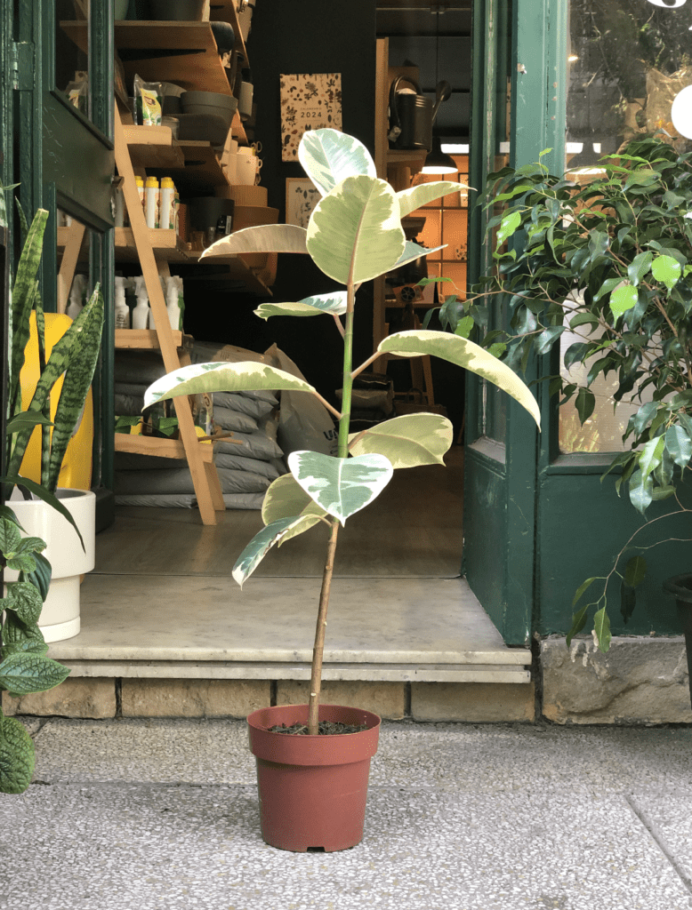 Ficus elástica tineke GOMERO VARIEGADO - Gardém